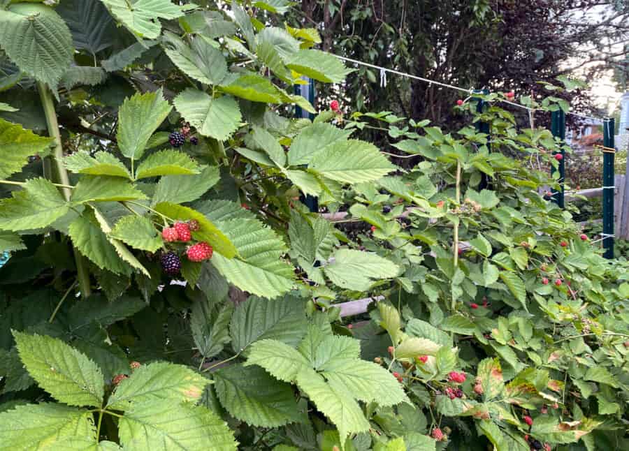 Cómo cultivar moras
